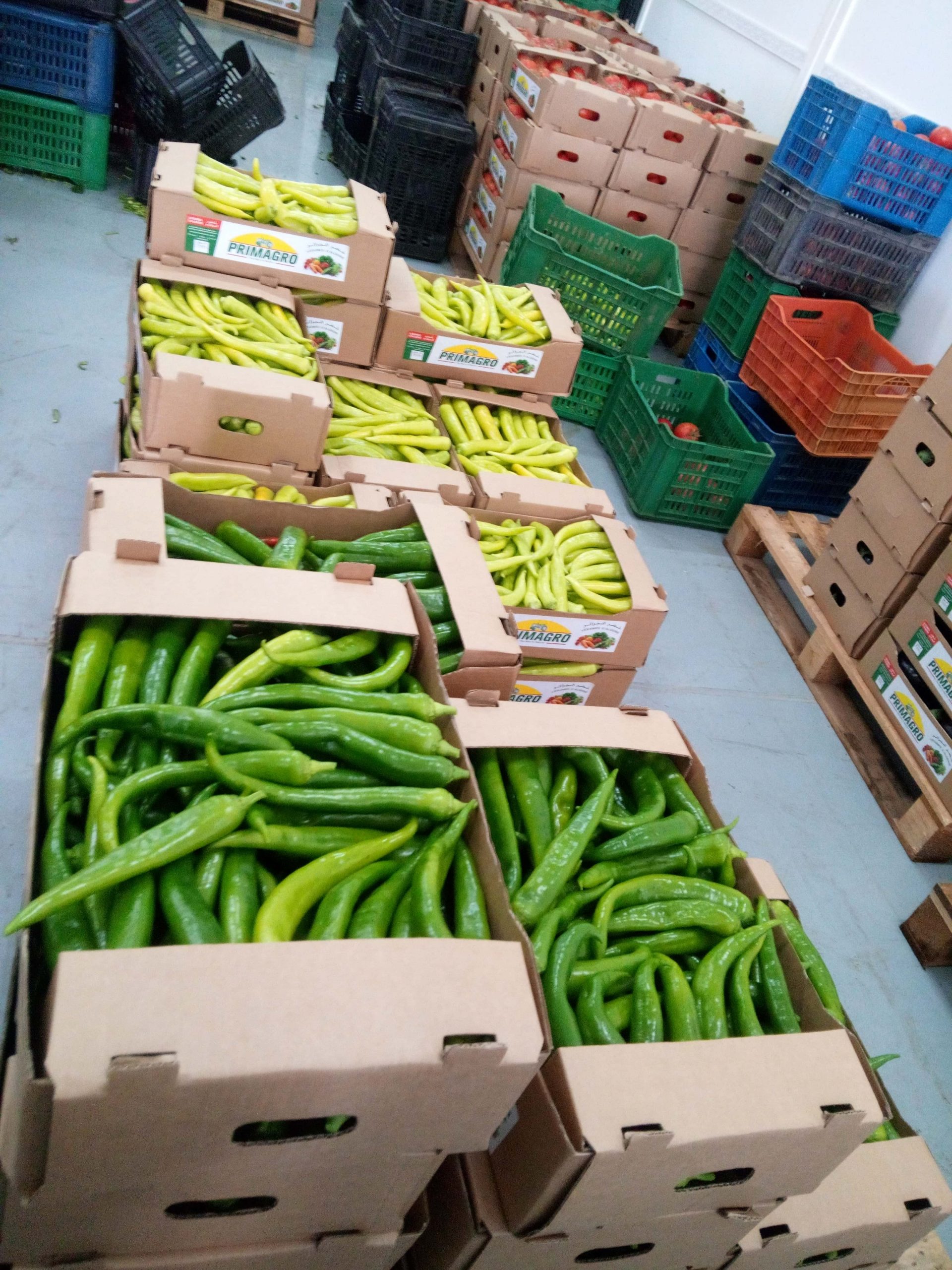 MÉDIATHÈQUE – PRIMAGRO